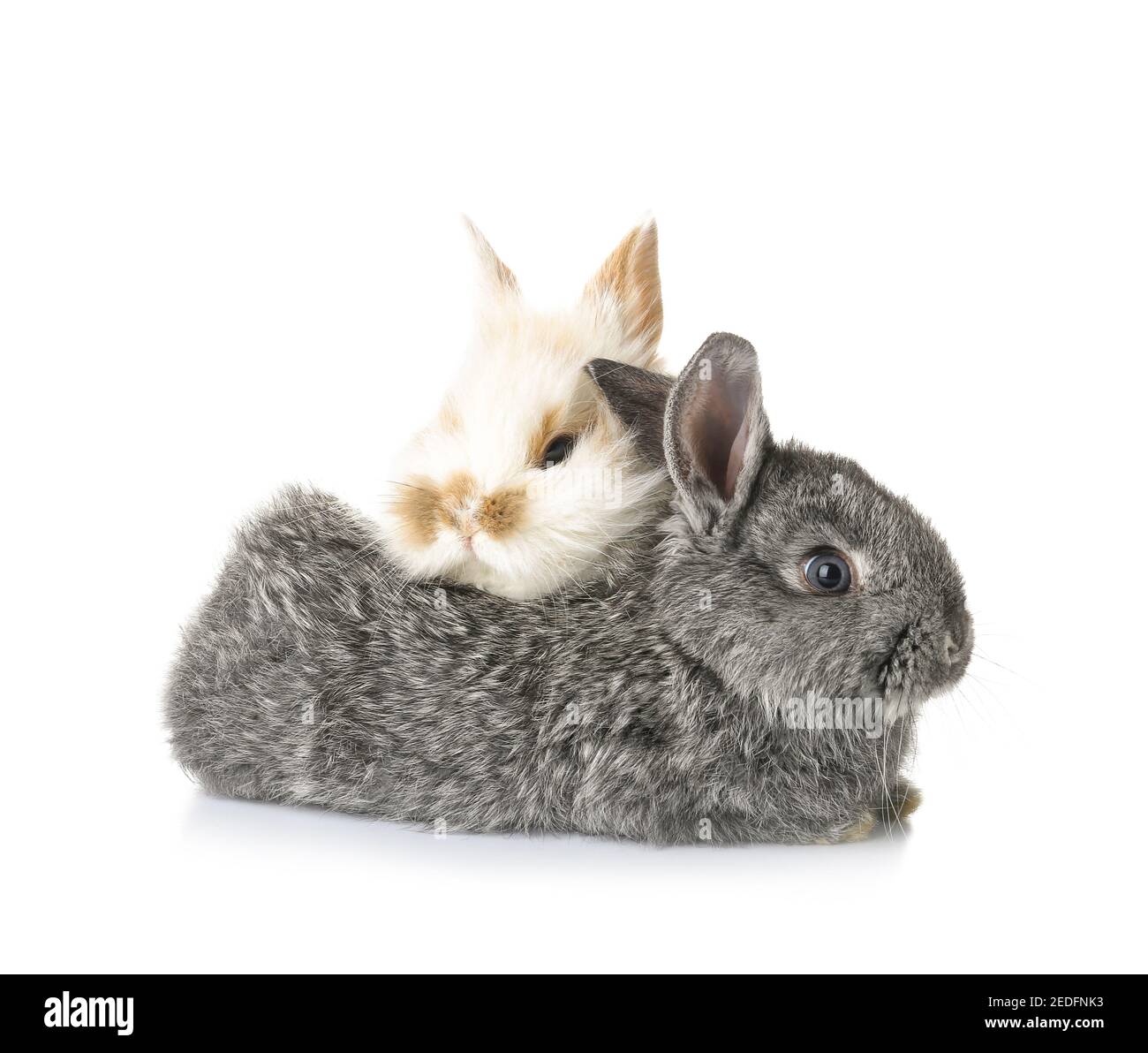 Cute funny rabbits on white background Stock Photo - Alamy