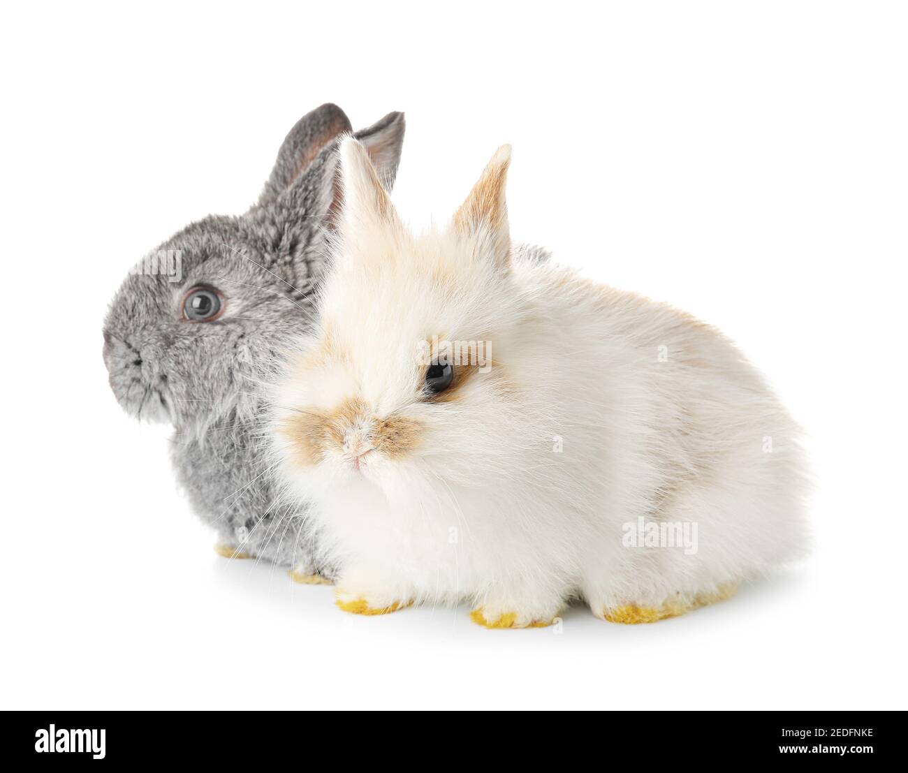 Cute funny rabbits on white background Stock Photo - Alamy