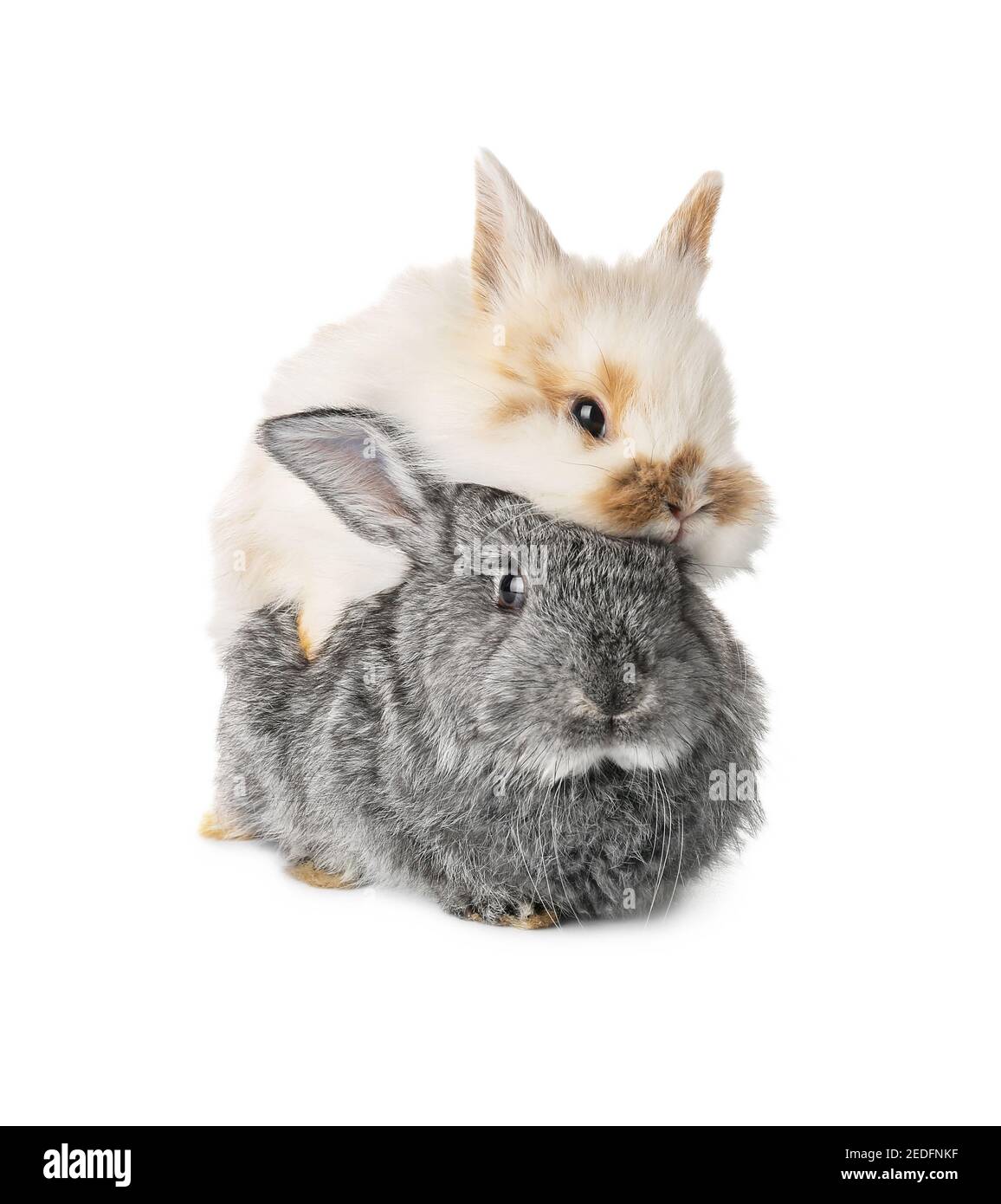 Cute funny rabbits on white background Stock Photo - Alamy