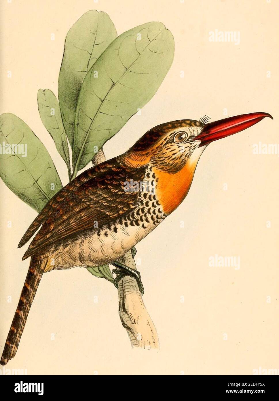 Nystalus maculatus maculatus 1841 Stock Photo - Alamy