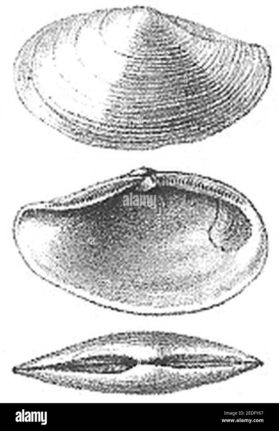 Nyst 1878 - Yoldia semistriata Stock Photo - Alamy