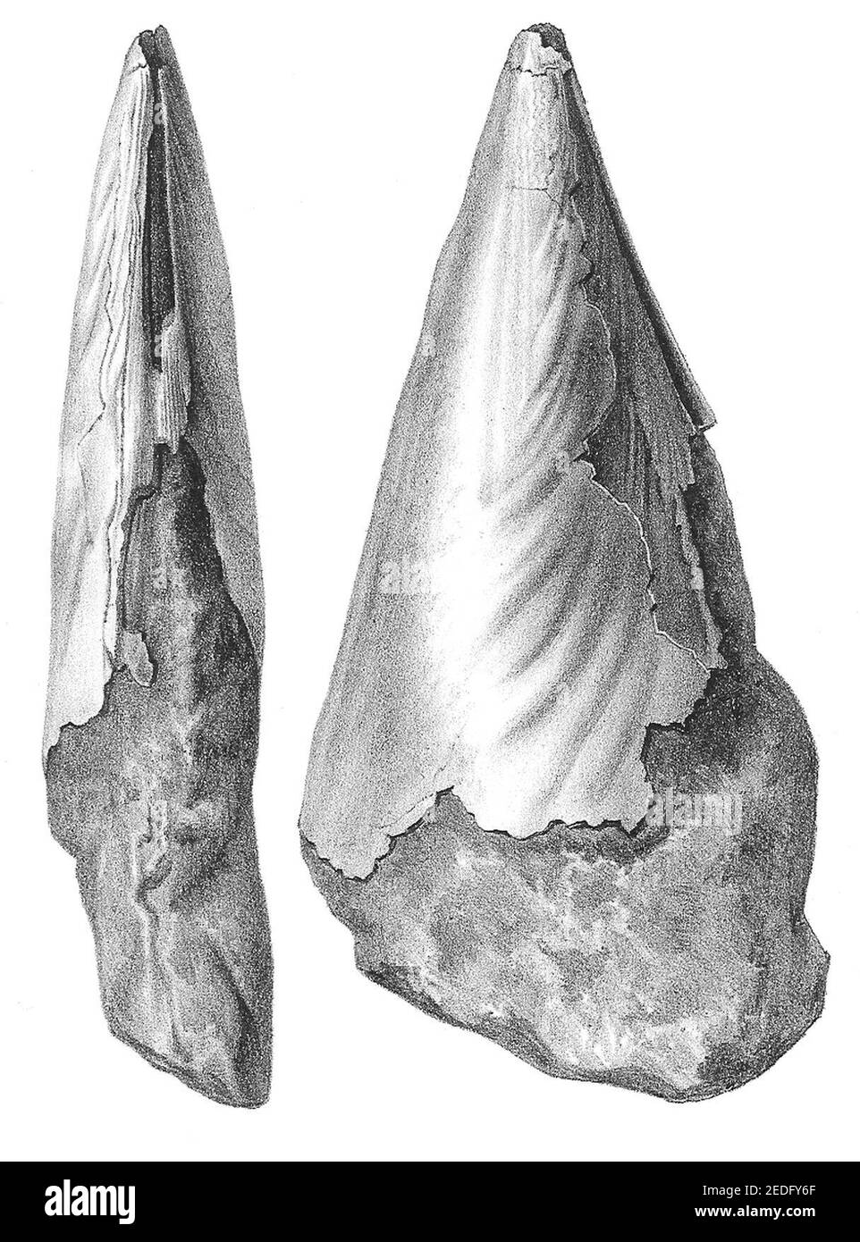 Atrina hi-res stock photography and images - Alamy