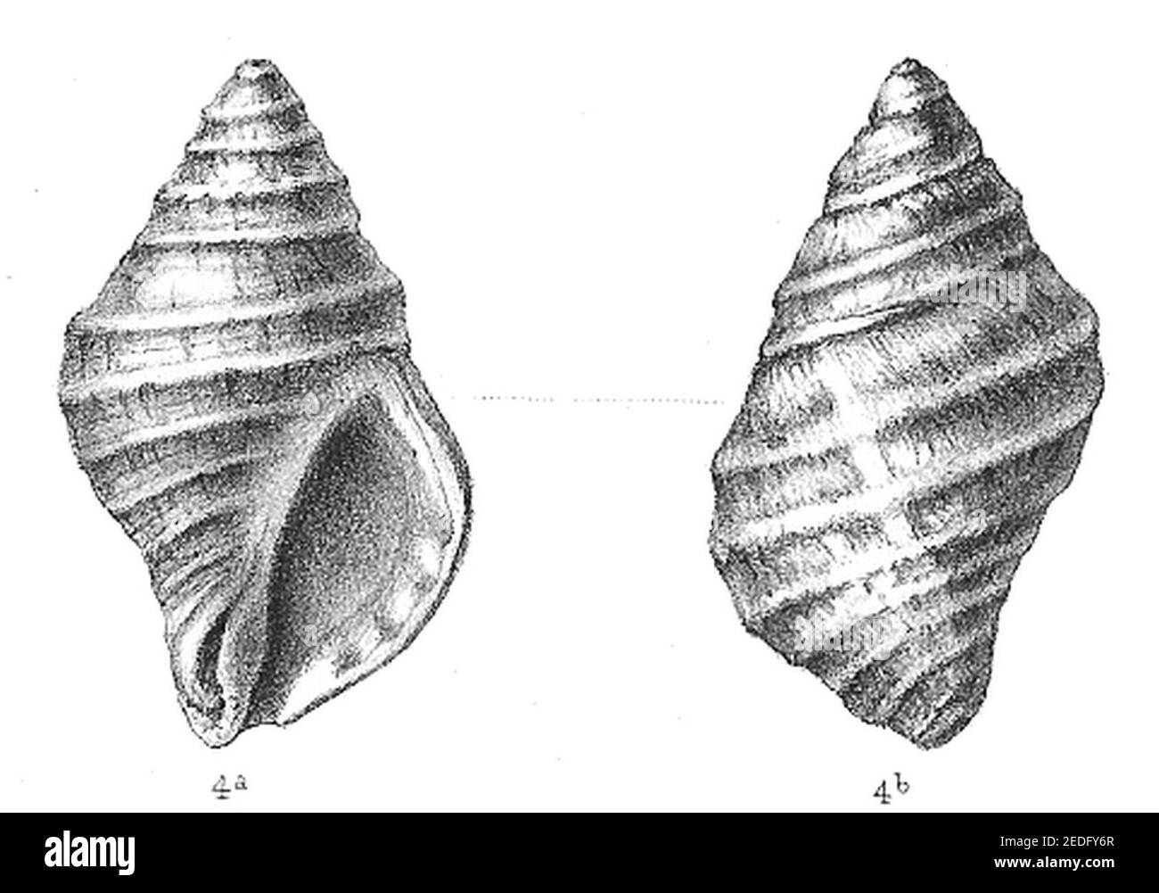 Nyst hi-res stock photography and images - Alamy