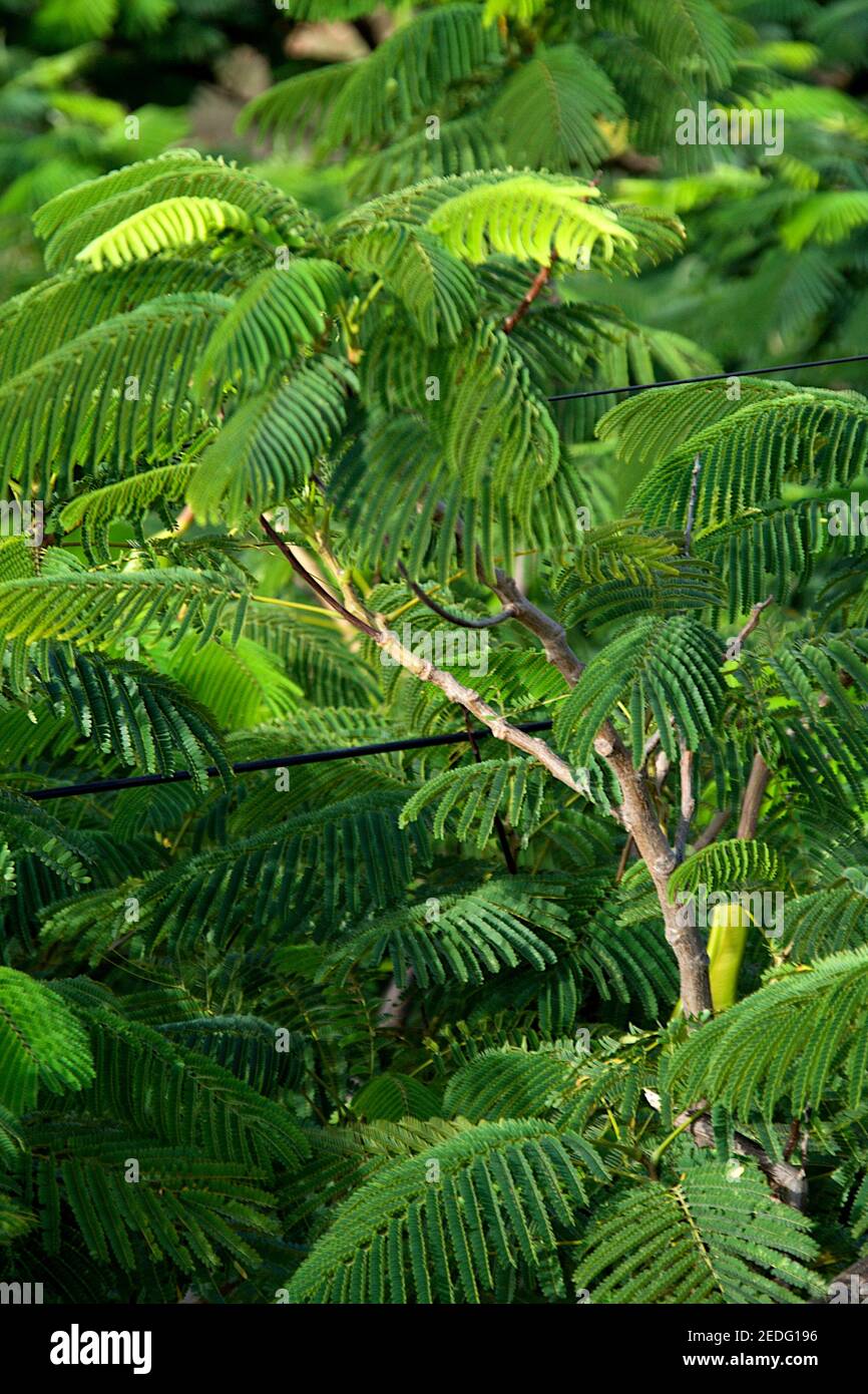 View of green foliage of Delonix regia, commonly called mayflower, tree ...