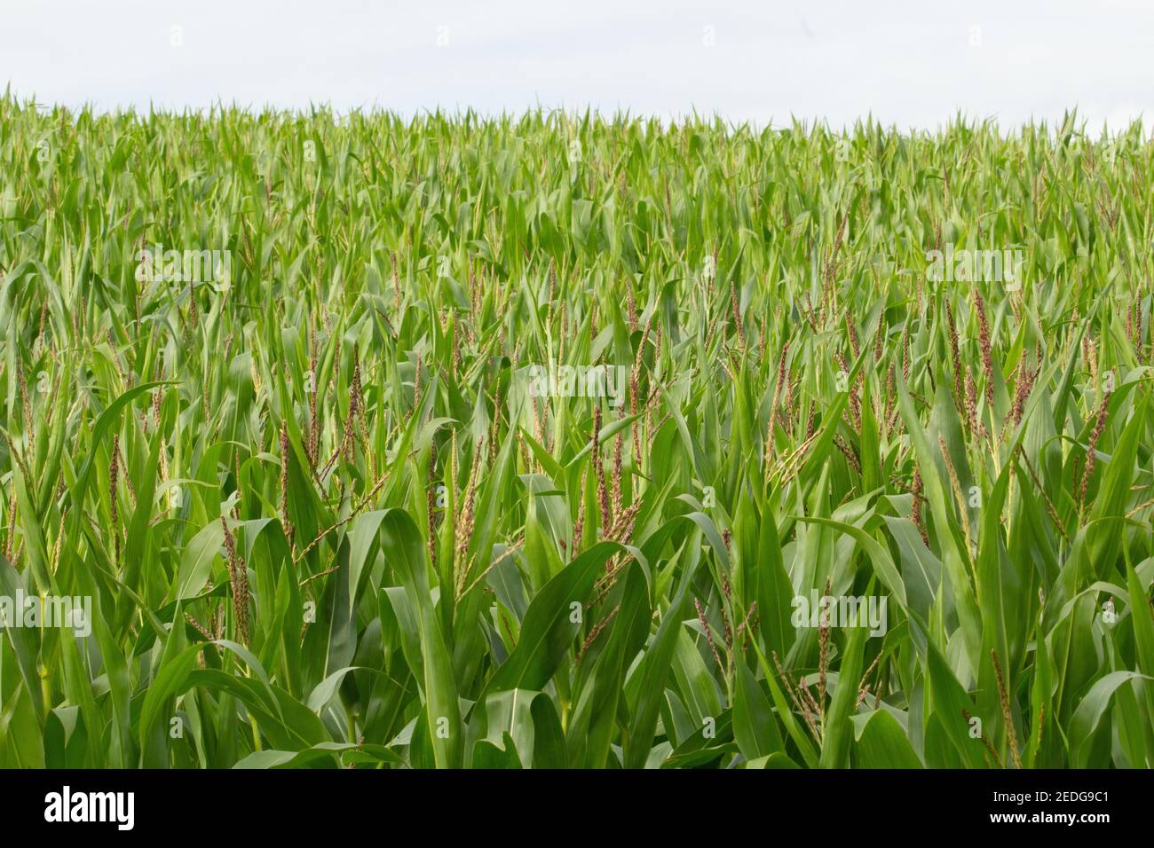 Maize cob pale hi-res stock photography and images - Alamy
