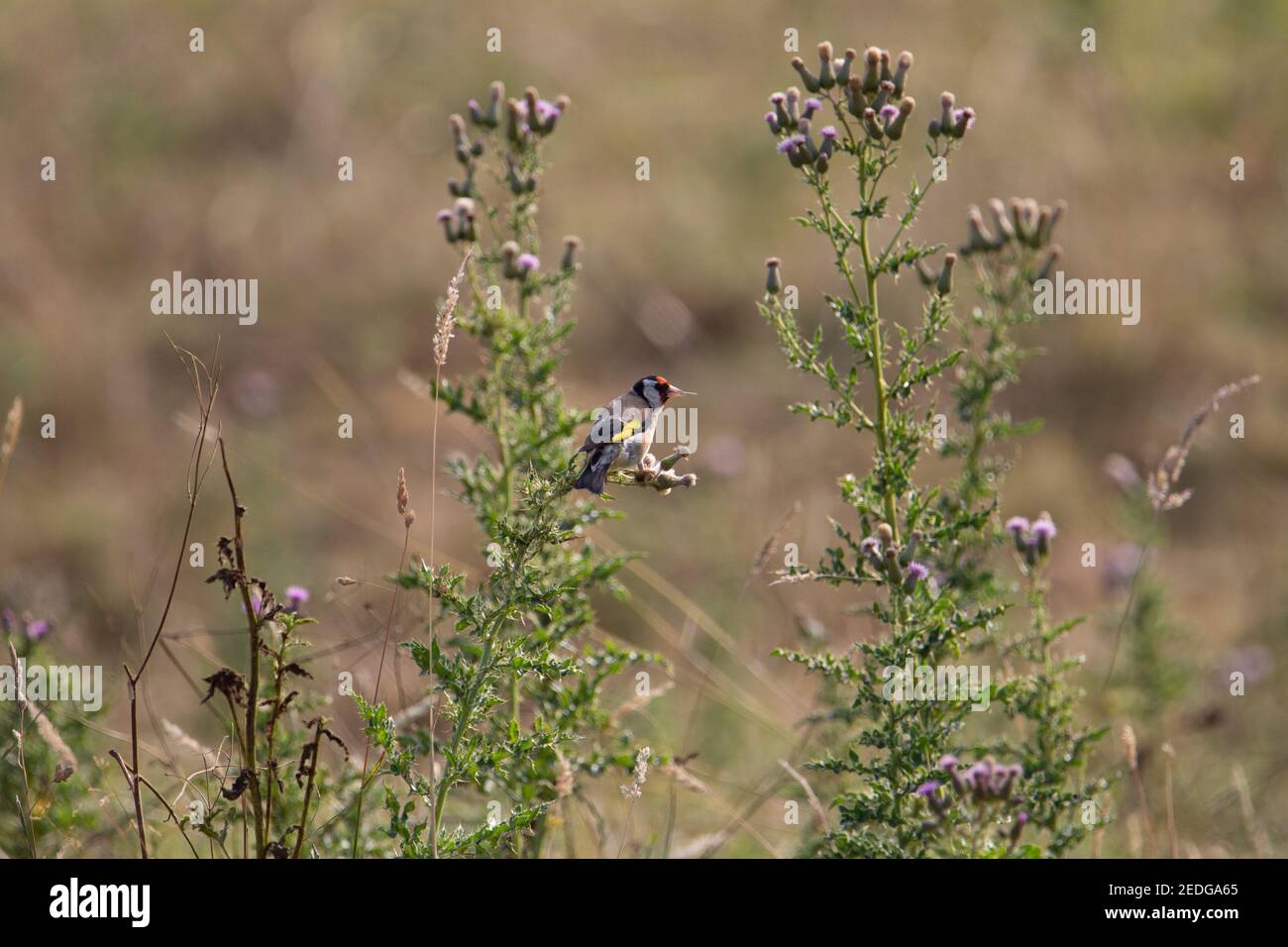 Finch sitting on a thistle in a green field with natural background ...