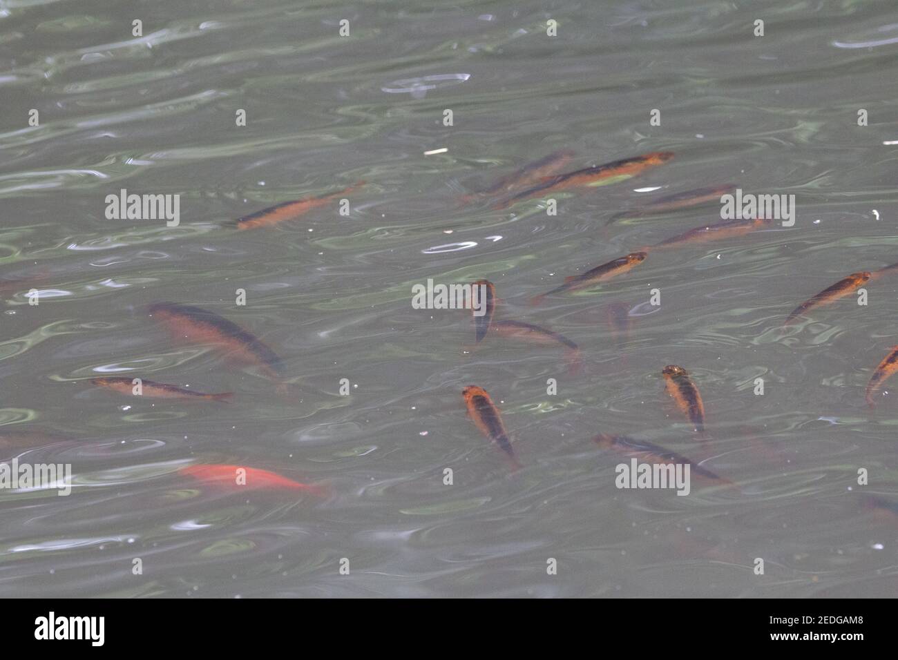 How fish swim in water hi-res stock photography and images - Alamy