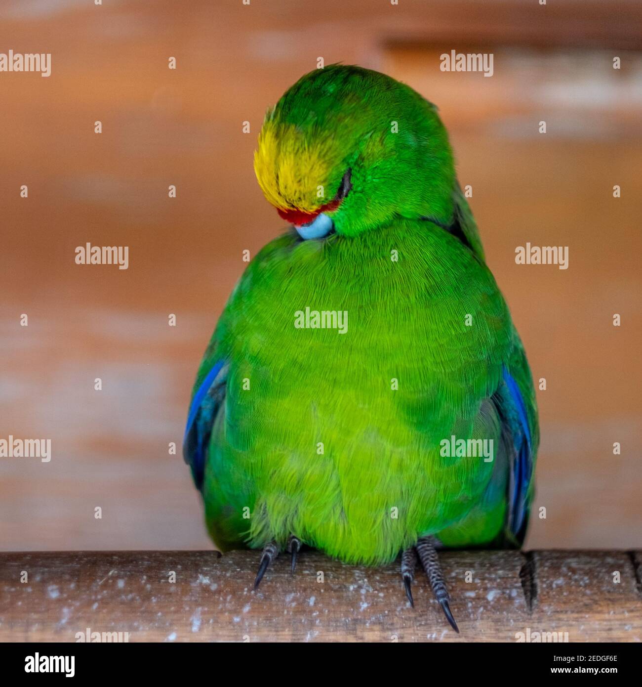 New Zealand yellow-crowned parakeet (Cyanoramphus auriceps). One of New ...