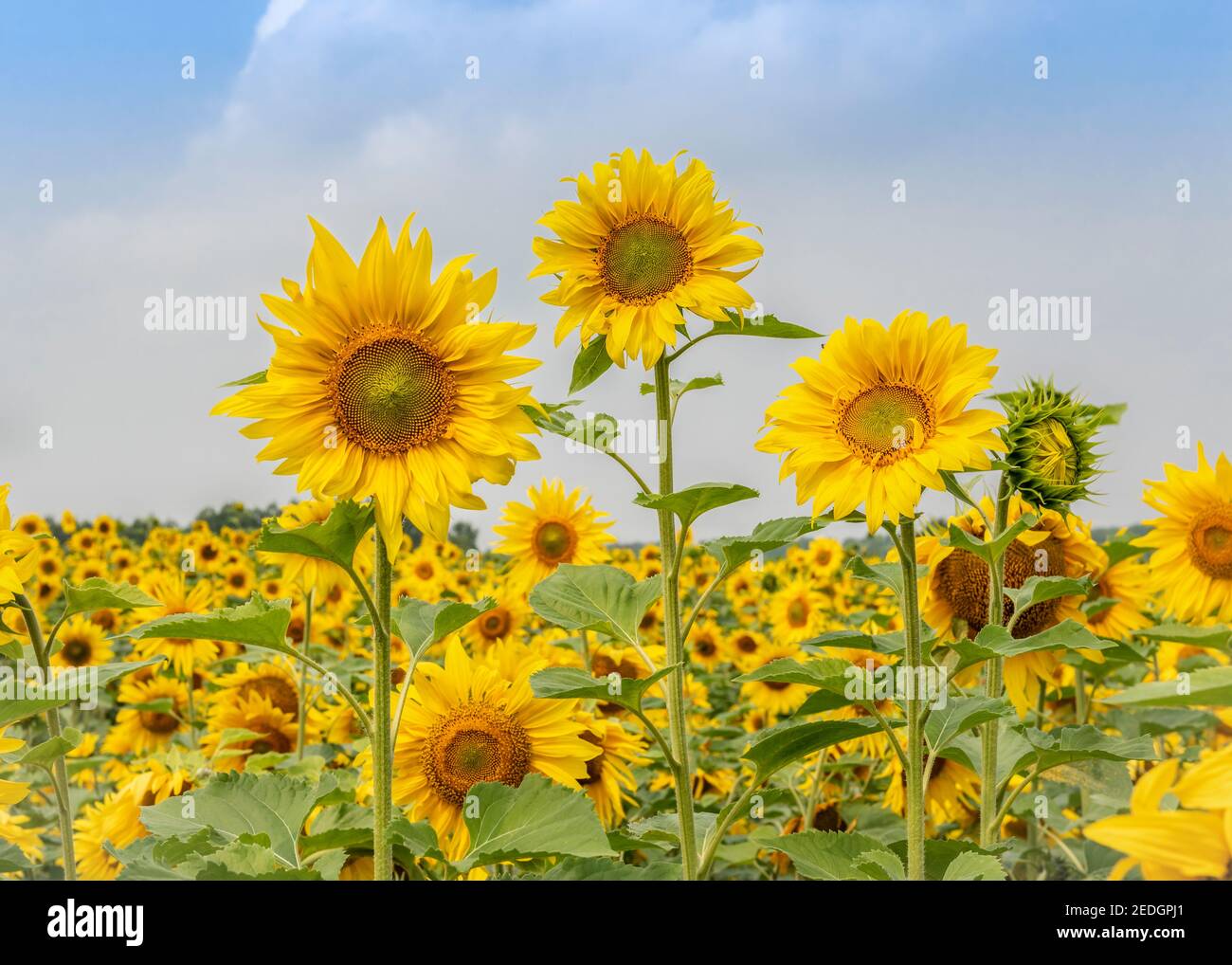 A group of three sunflowers rises above a field of flowers against the ...