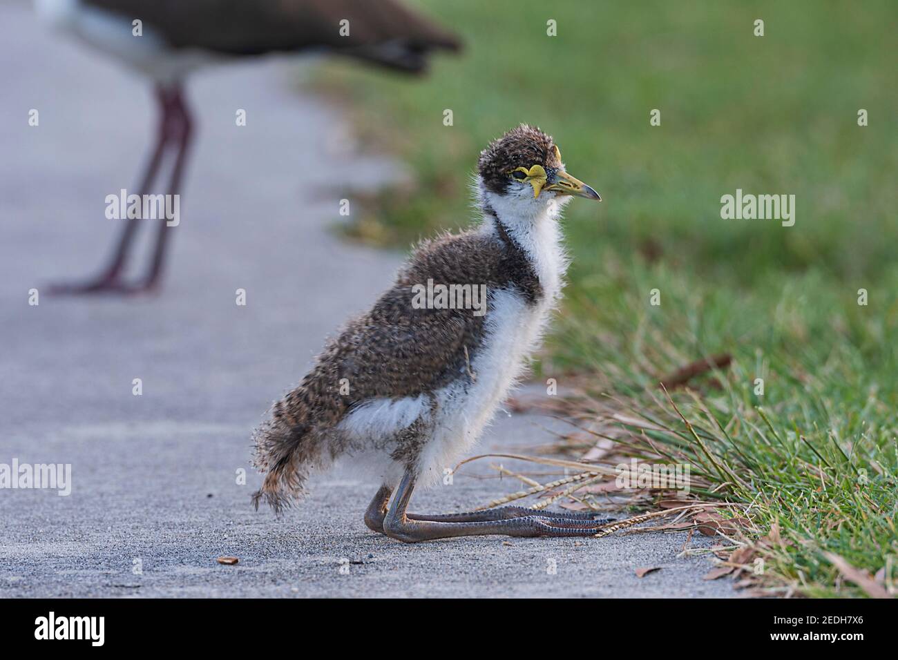 Baby lapwing hi-res stock photography and images - Alamy