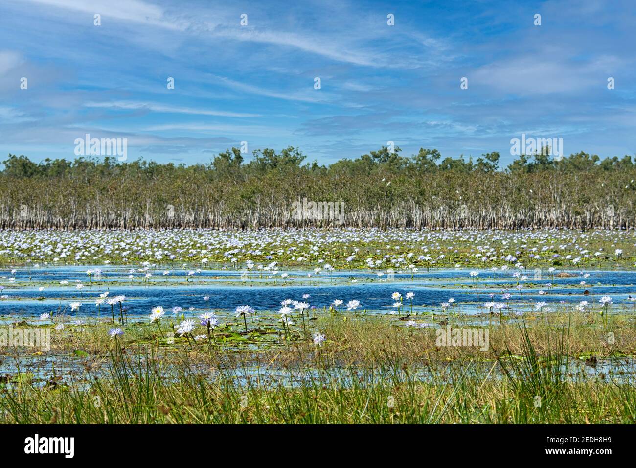 Australian wetland landscape hi-res stock photography and images - Alamy