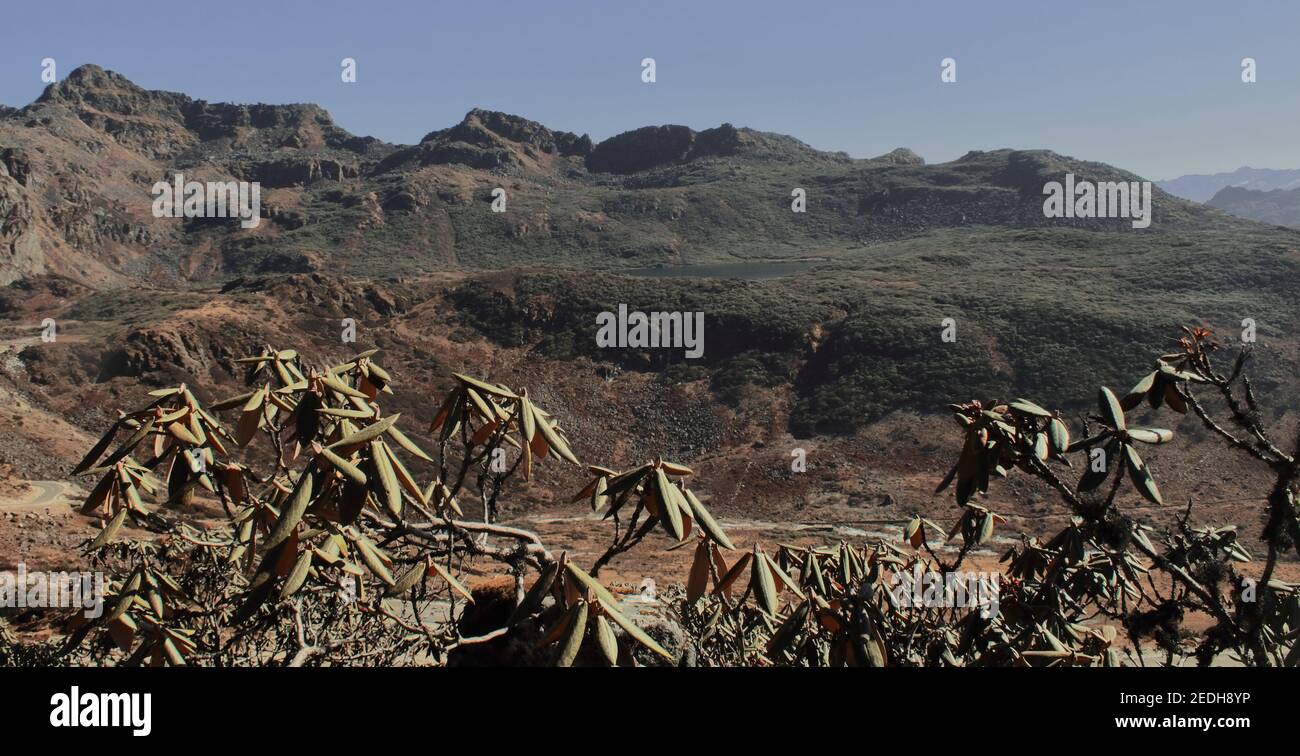 alpine bushes and mountain landscape near bum la pass in tawang ...