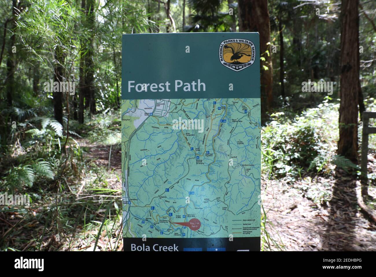 The Forest Path in the Royal National Park Stock Photo - Alamy