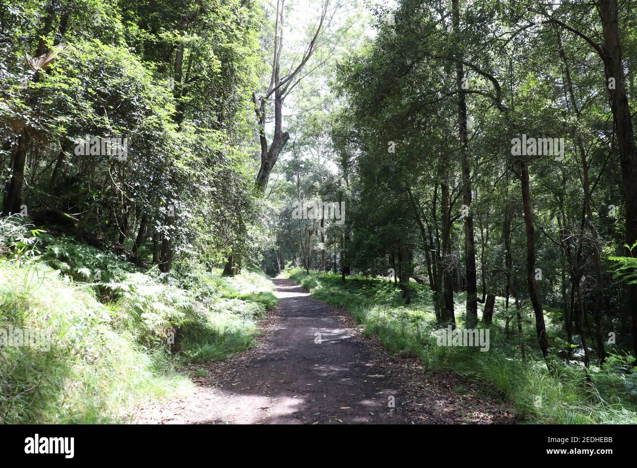 The Forest Path in the Royal National Park Stock Photo - Alamy