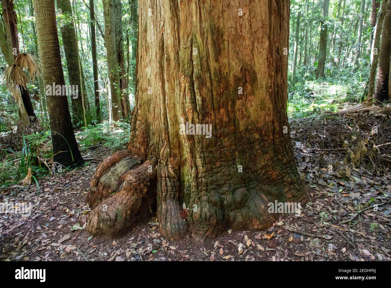 Australian red cedar toona ciliata hi-res stock photography and images ...