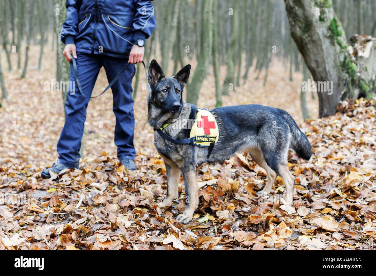 Rescue workers and dog hi-res stock photography and images - Alamy