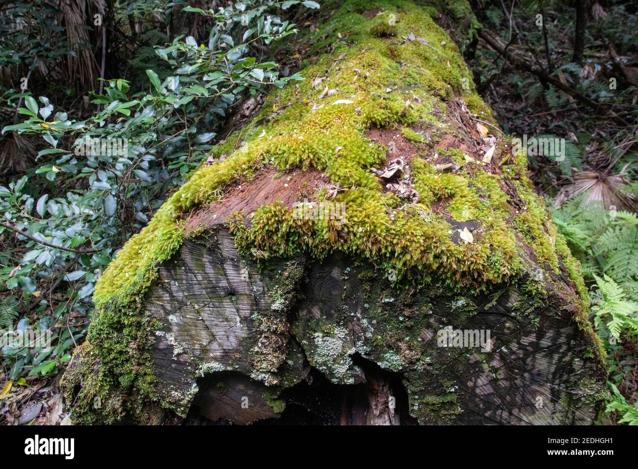 Tree trunk with moss next to the Forest Path in the Royal National Park ...