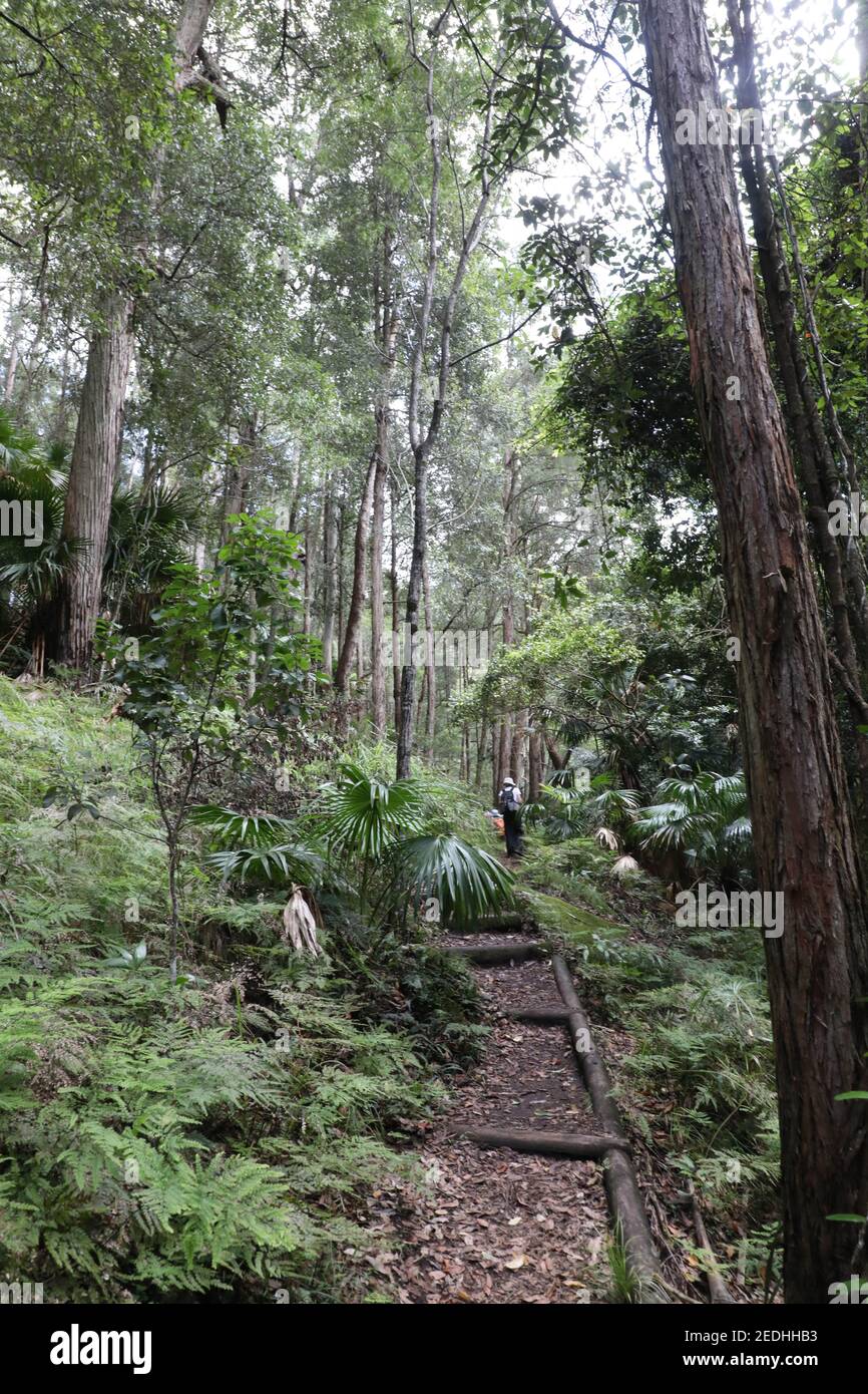 The Forest Path in the Royal National Park Stock Photo - Alamy