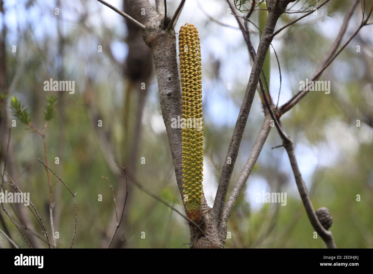 Flora and fauna on the Uloola Falls Trail in the Royal National Park ...