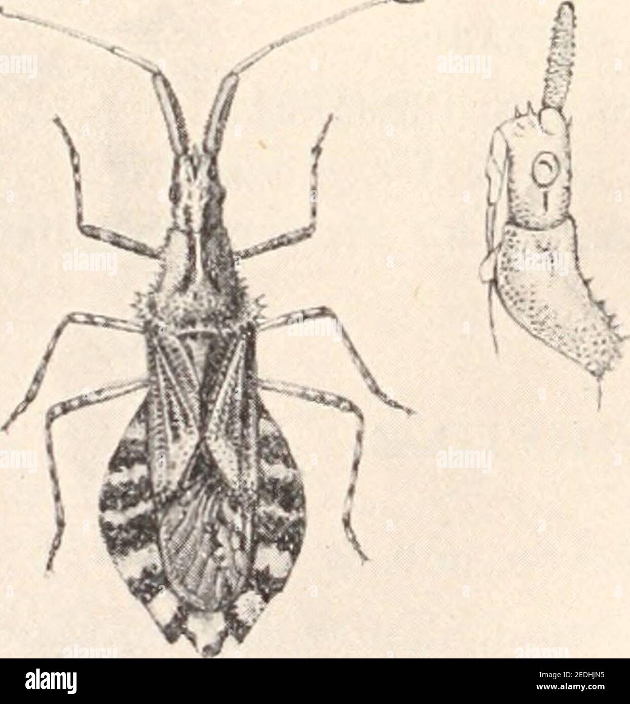 Oannes spinosus (Distant, 1911 Stock Photo - Alamy