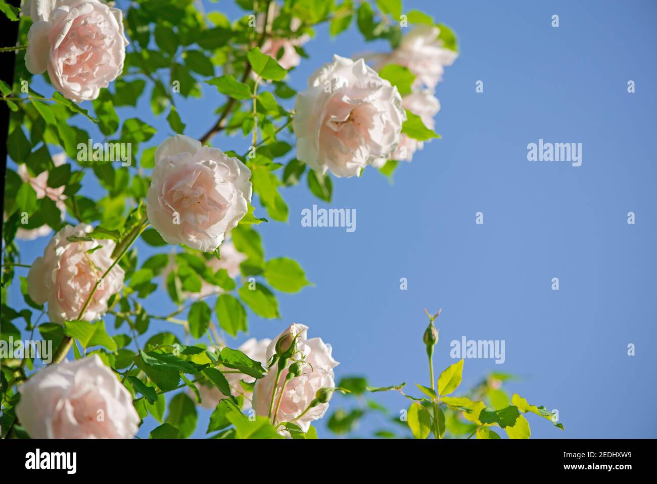 Prague red roses hi-res stock photography and images - Alamy