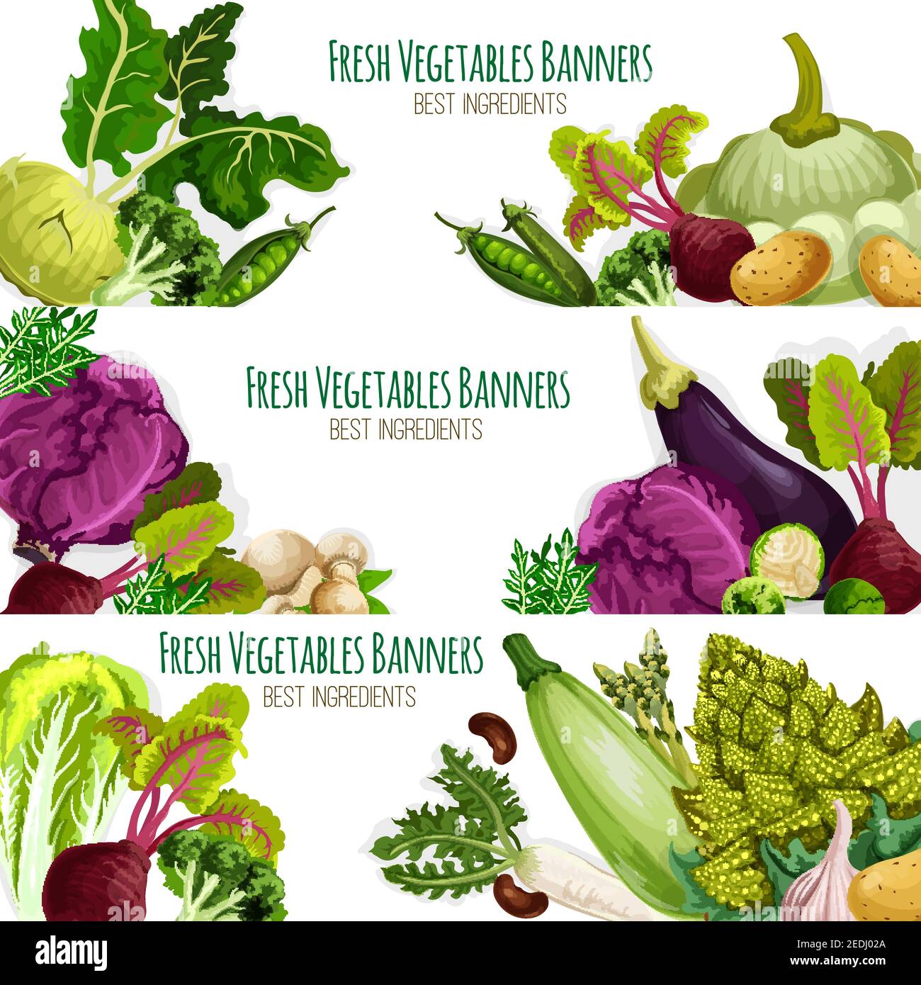 Vegetables banners set of organic fresh veggies. Vector kohlrabi ...