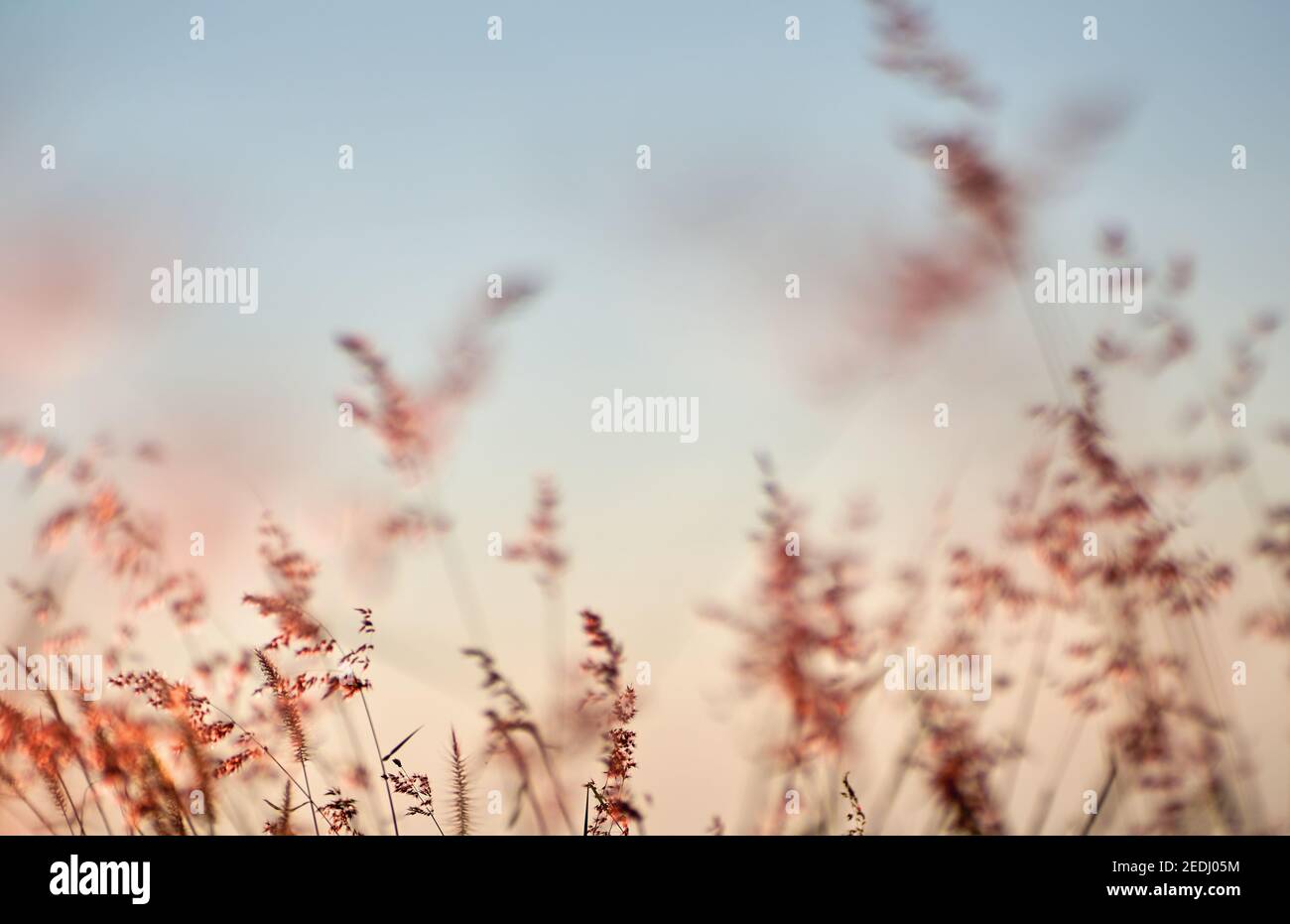 Beautiful pink flowers in evening hi-res stock photography and images ...