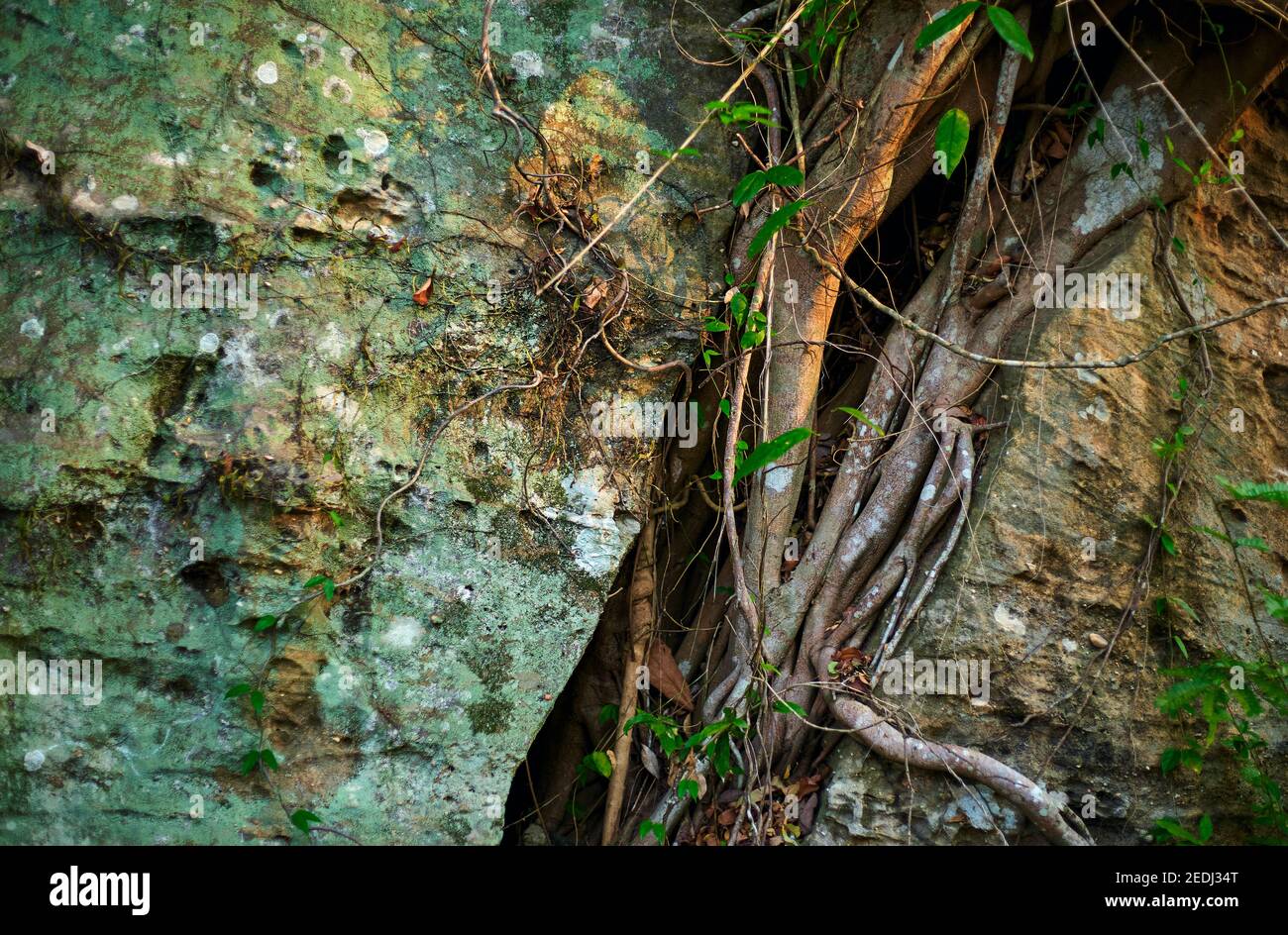 The root of the big tree on the rock Stock Photo - Alamy