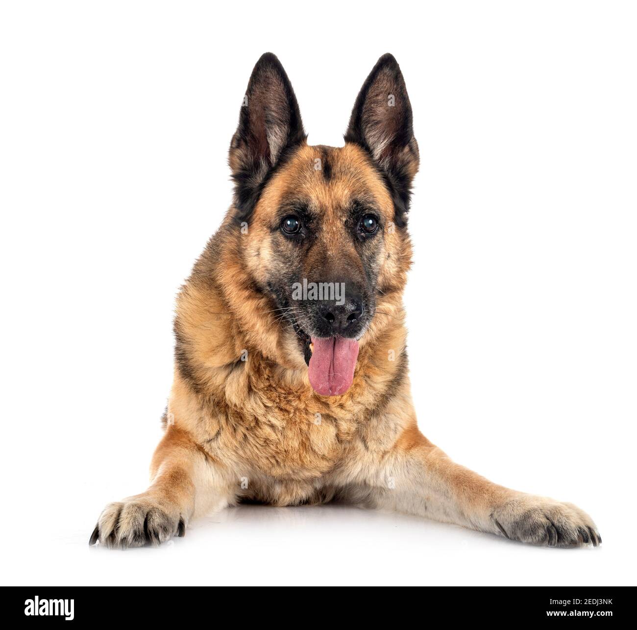 Old german sheepdog Cut Out Stock Images & Pictures - Alamy