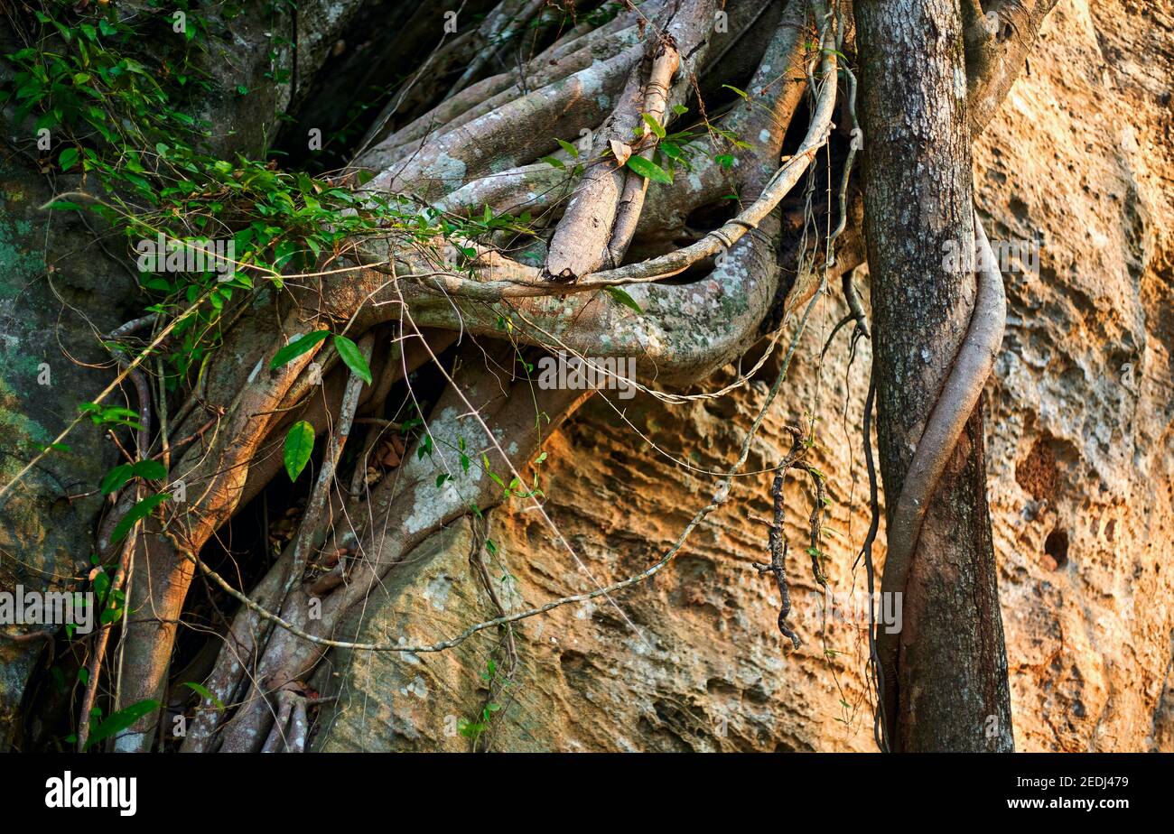 The root of the big tree on the rock Stock Photo - Alamy