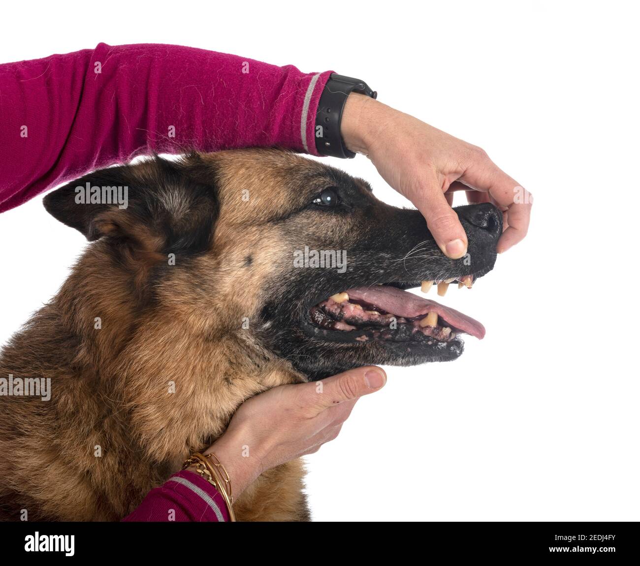 teeth of old german shepherd in front of white background Stock Photo ...
