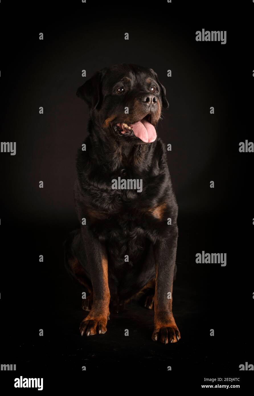 purebred rottweiler in front of black background Stock Photo - Alamy