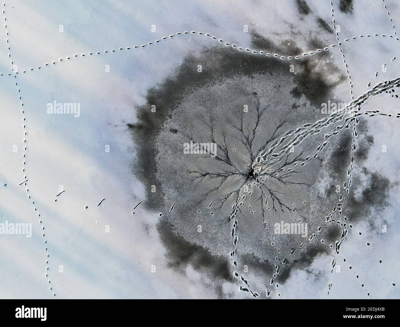 Human tracks hi-res stock photography and images - Alamy