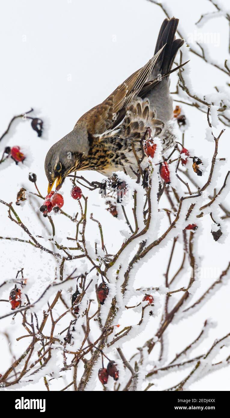 Invasion bird hi-res stock photography and images - Alamy