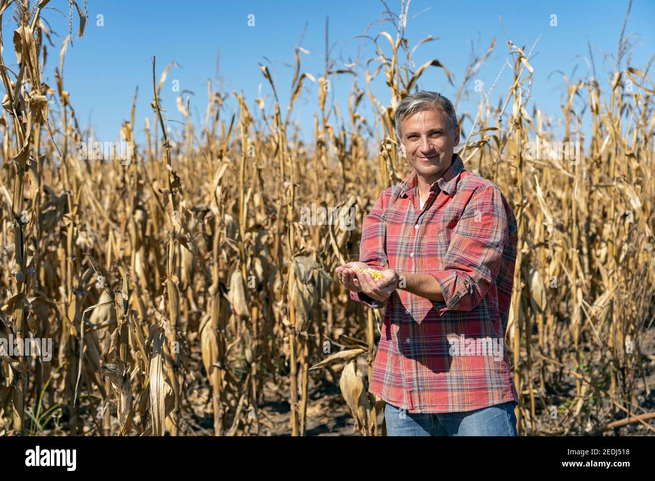 Farmer's Hands Holding Harvested Grain Corn. Happy Farmer with Corn ...