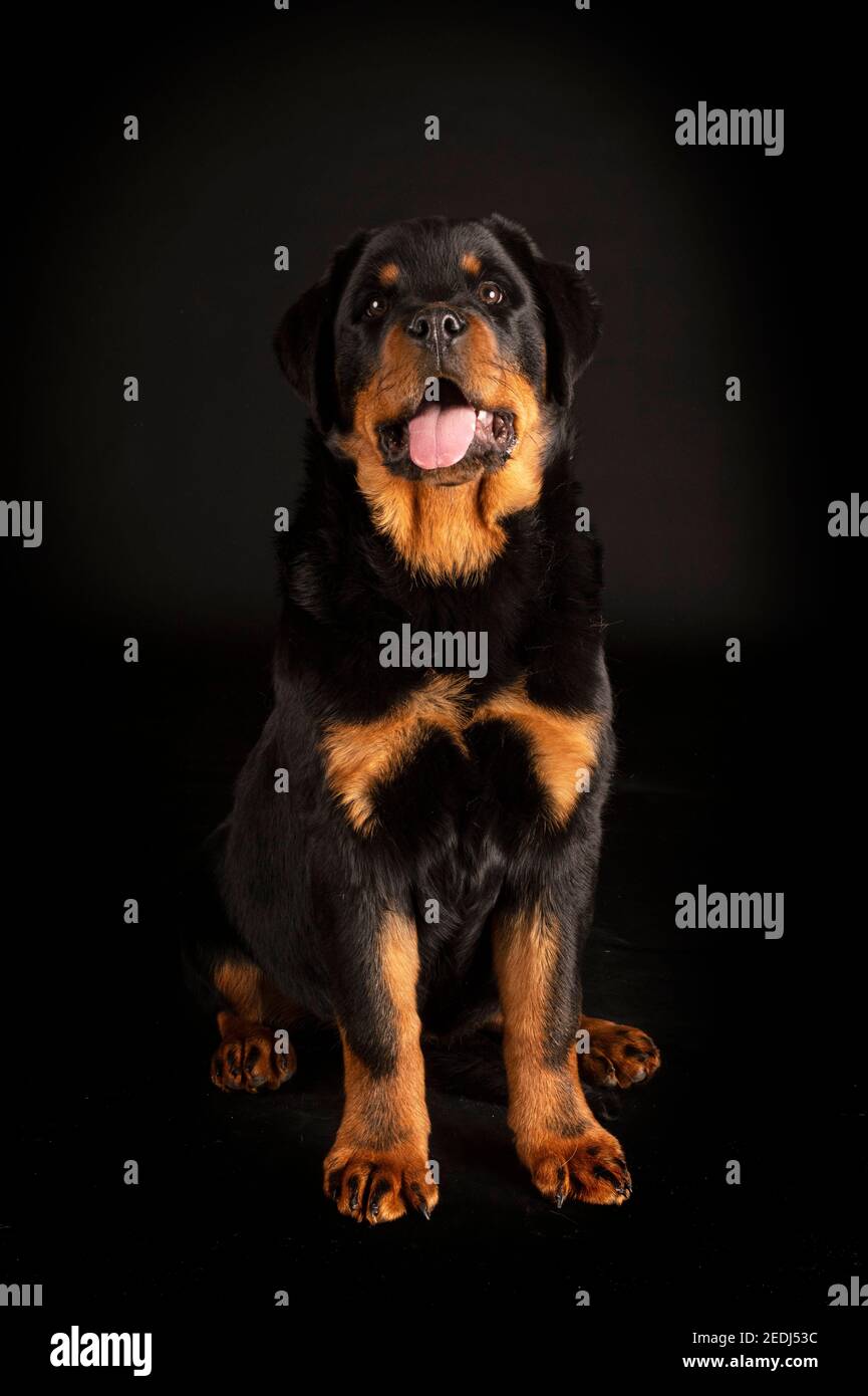 purebred rottweiler in front of black background Stock Photo - Alamy