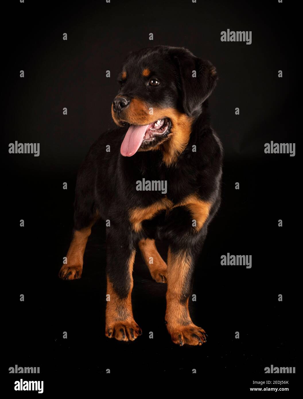 purebred rottweiler in front of black background Stock Photo - Alamy