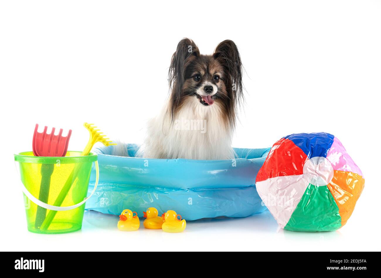 Swimming pool in front Cut Out Stock Images & Pictures - Alamy
