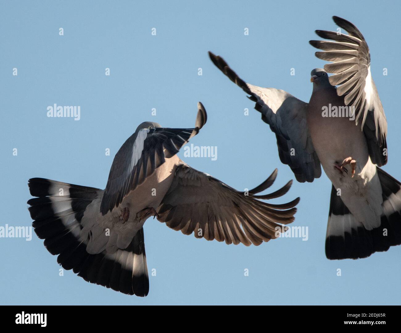 Pigeons telegraph wire pigeon hi-res stock photography and images - Alamy