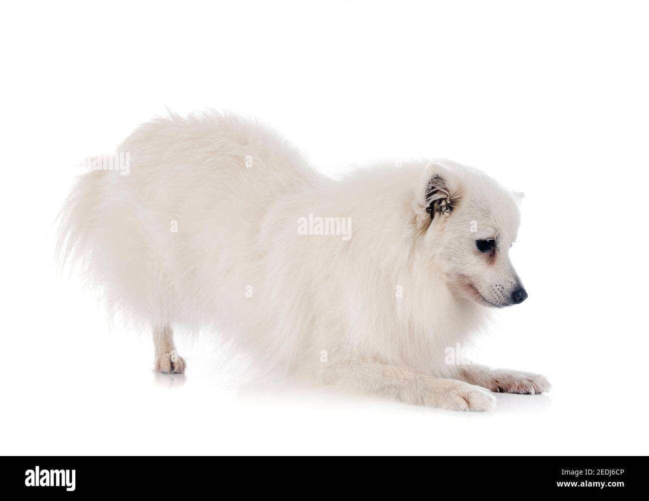 Japanese Spitz in front of white background Stock Photo - Alamy