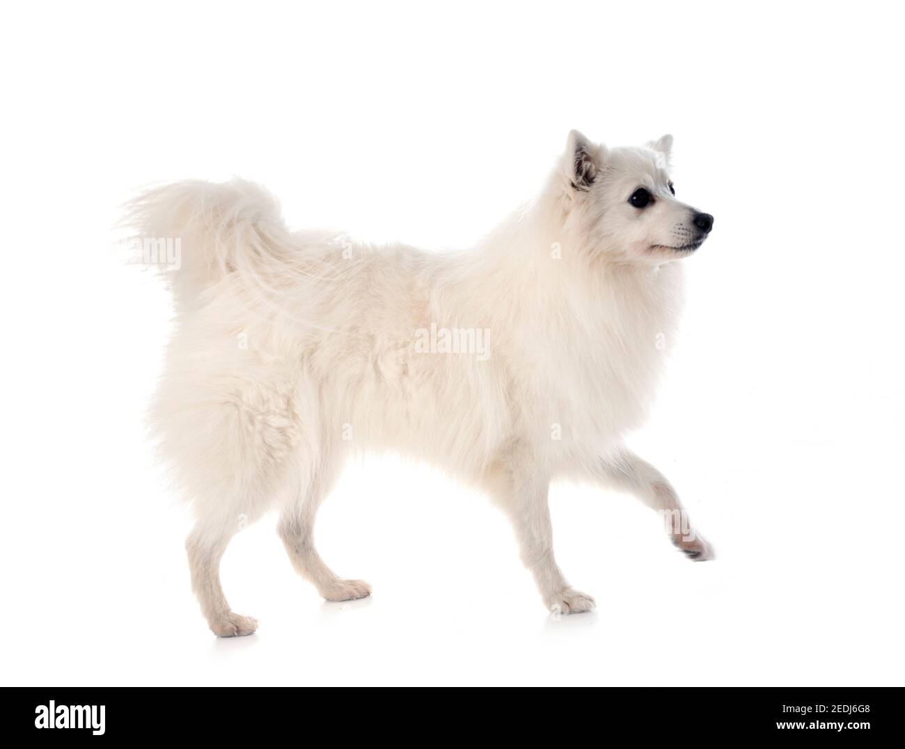 Japanese Spitz in front of white background Stock Photo - Alamy
