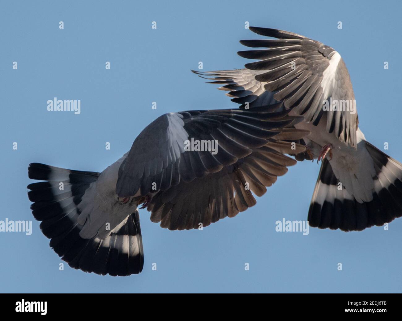 Angry Pigeon High Resolution Stock Photography and Images - Alamy