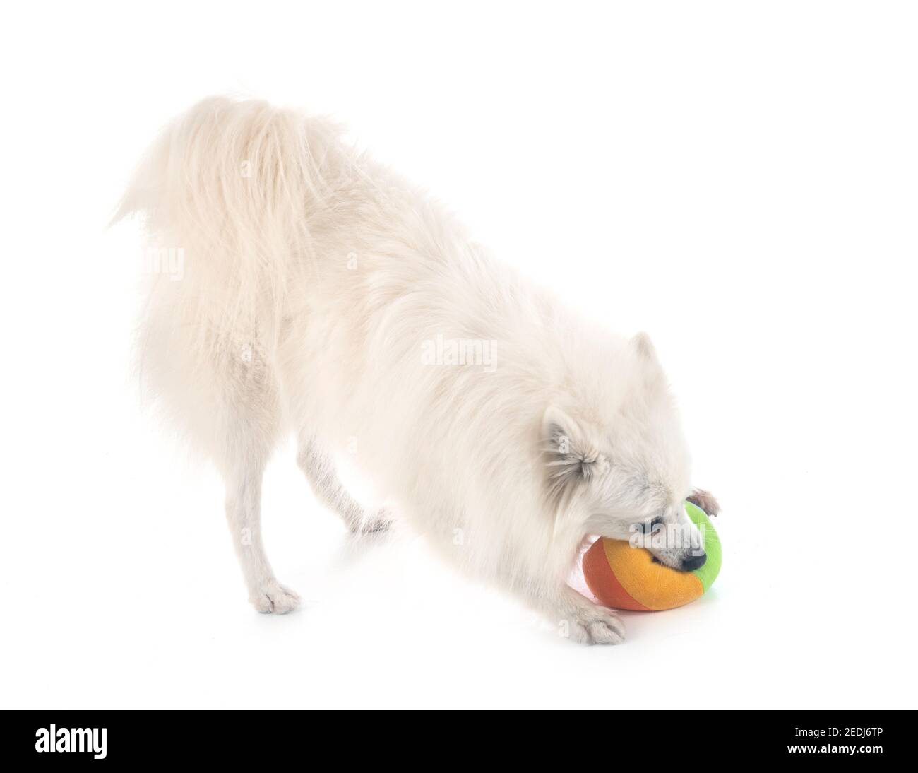 Japanese Spitz in front of white background Stock Photo - Alamy