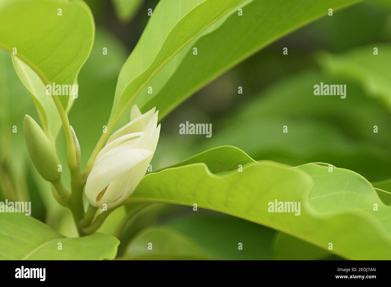 White Champaka Flowers with Green Leaves Stock Photo - Alamy