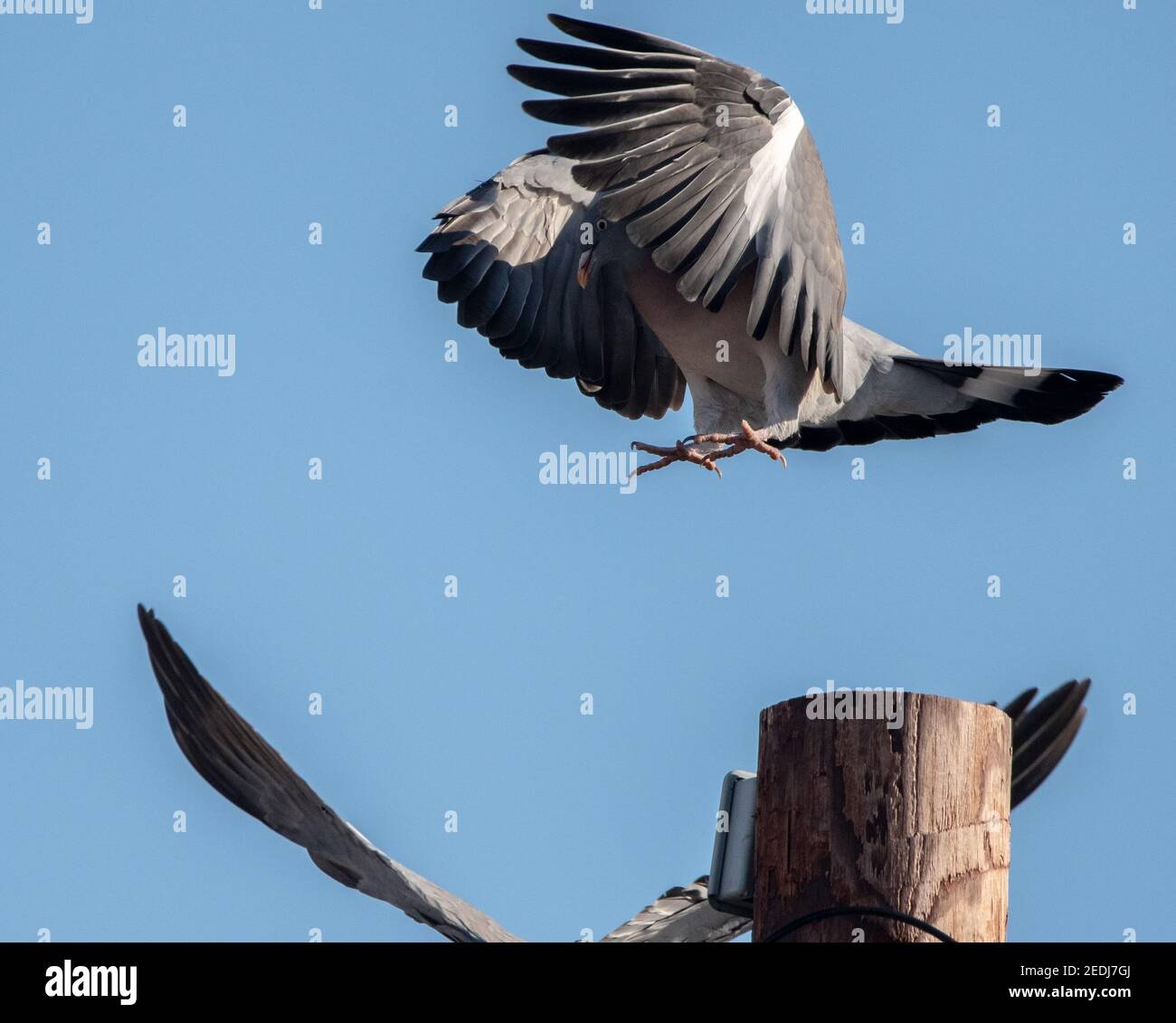 Angry pigeon hi-res stock photography and images - Alamy