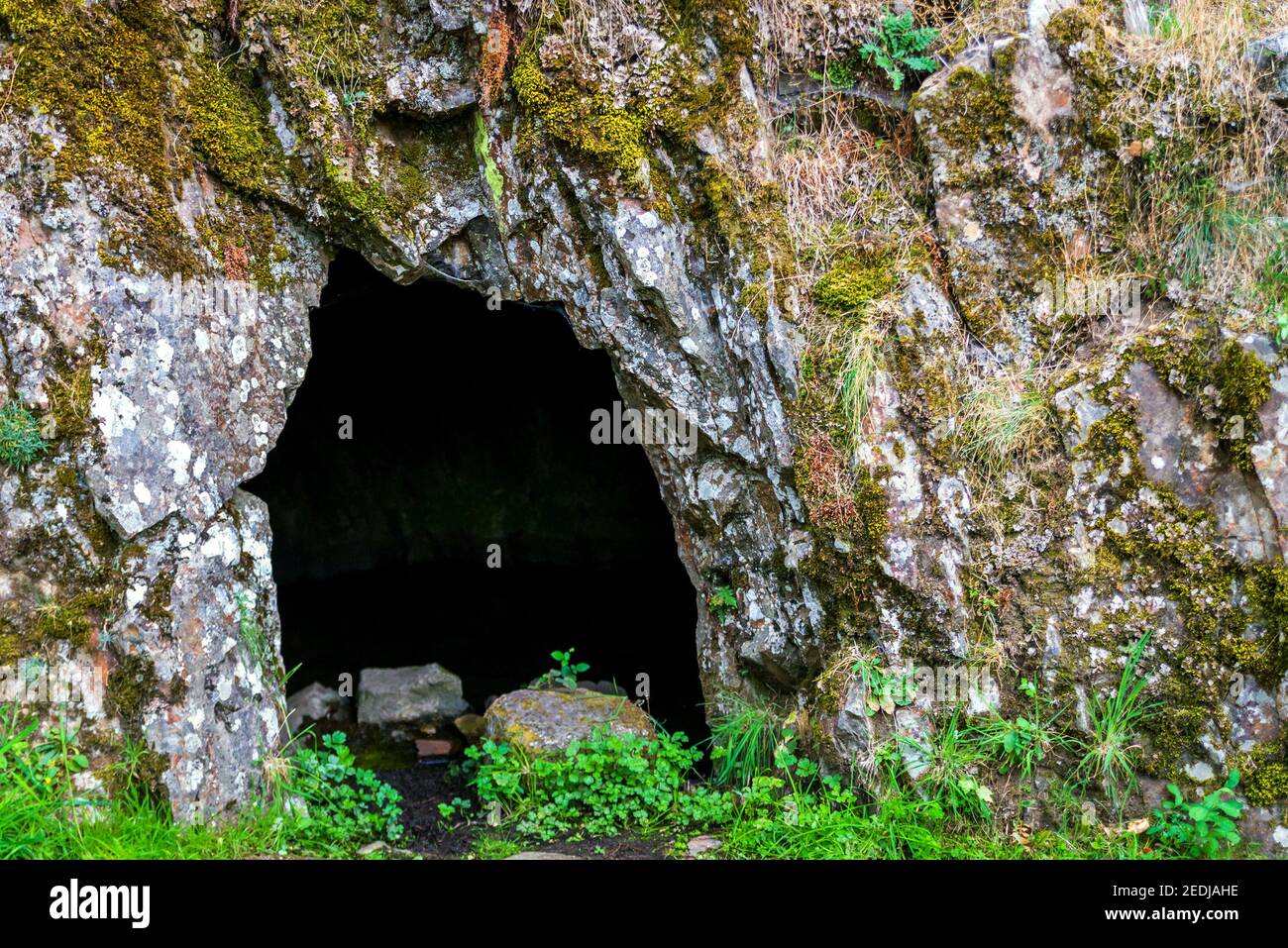 Forest Cave Entrance