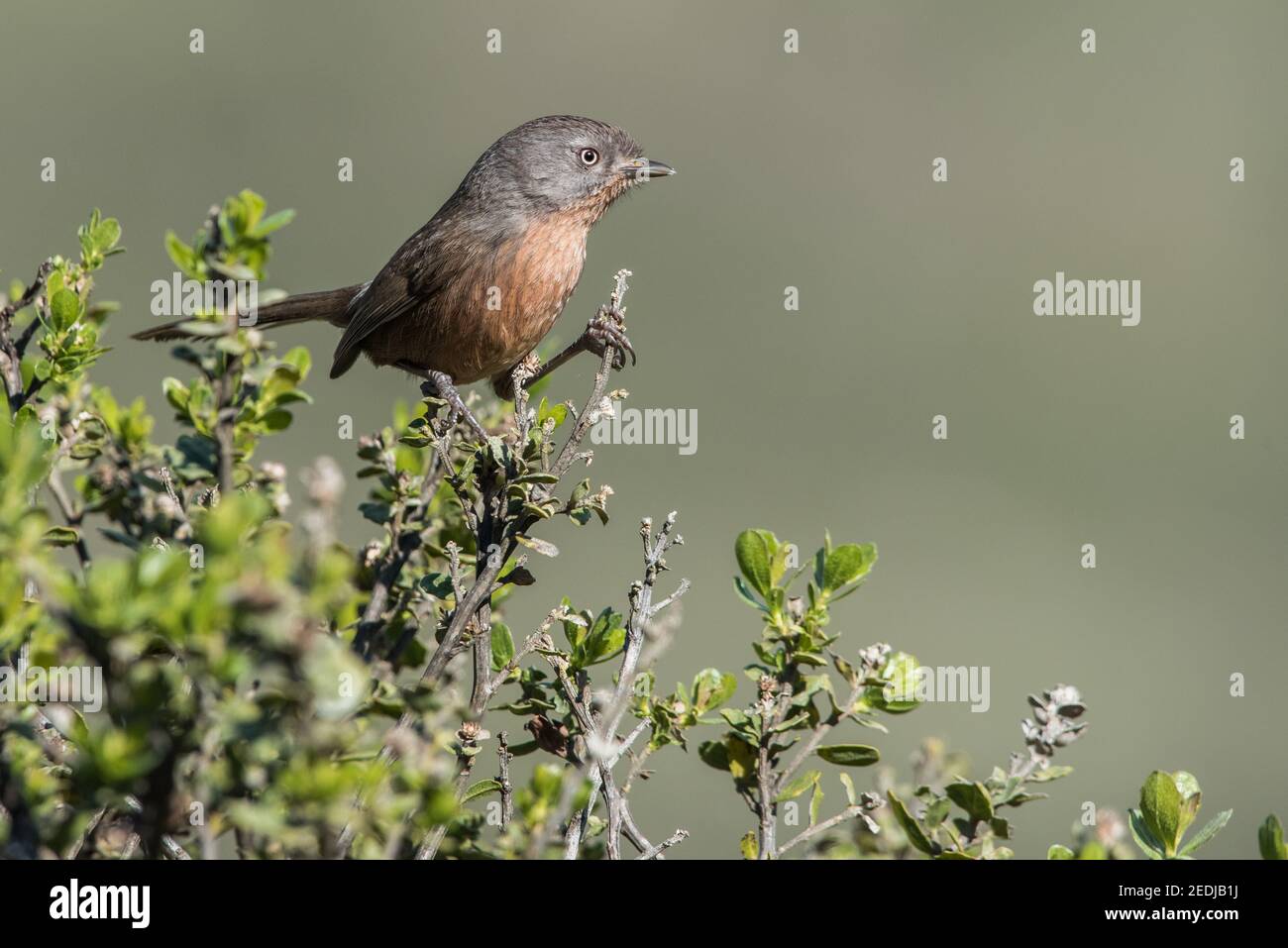 Wrentit (Chamaea fasciata) a small bird endemic to the West Coast of ...