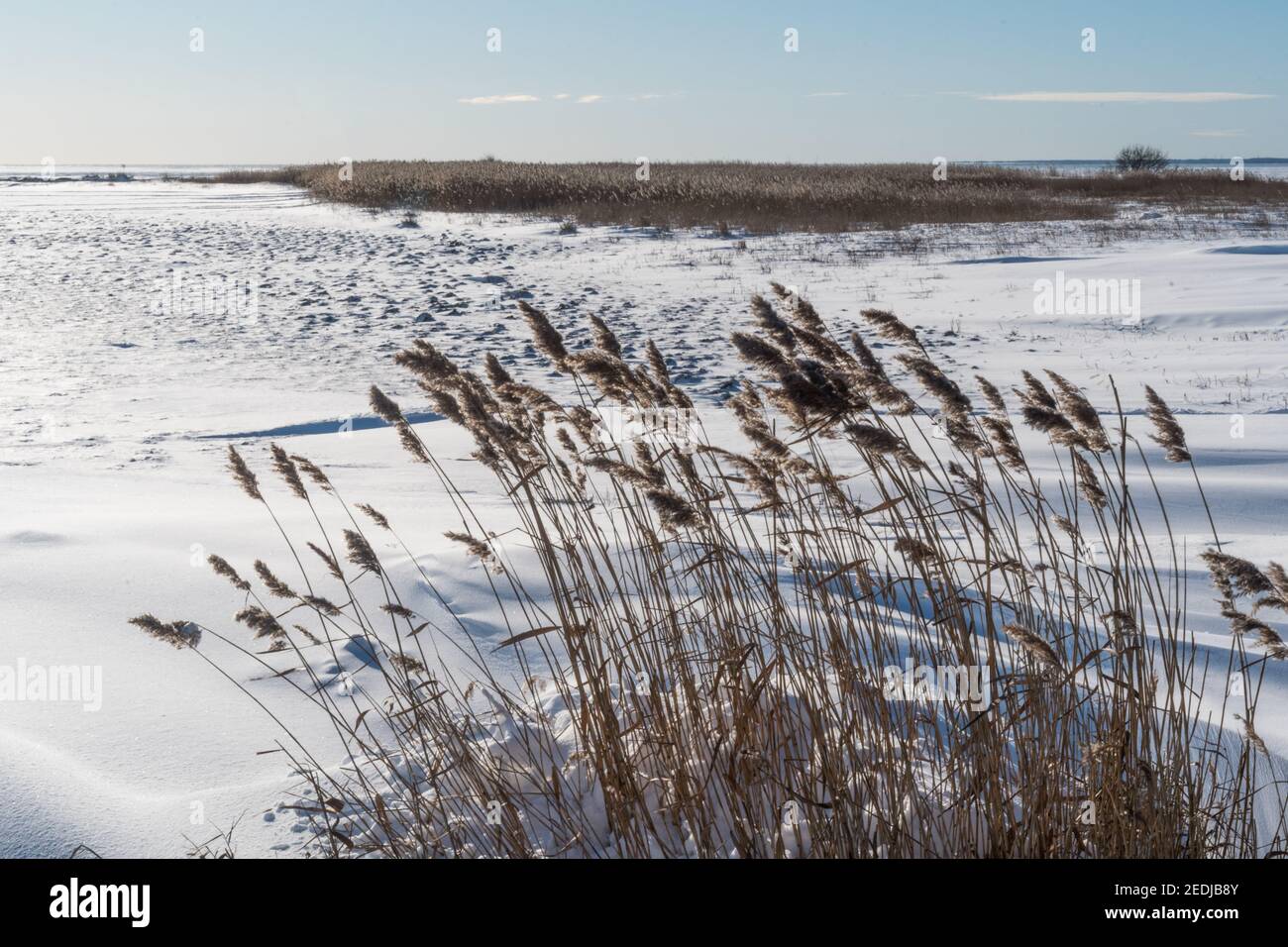 Snow Covered Marshland High Resolution Stock Photography and Images - Alamy