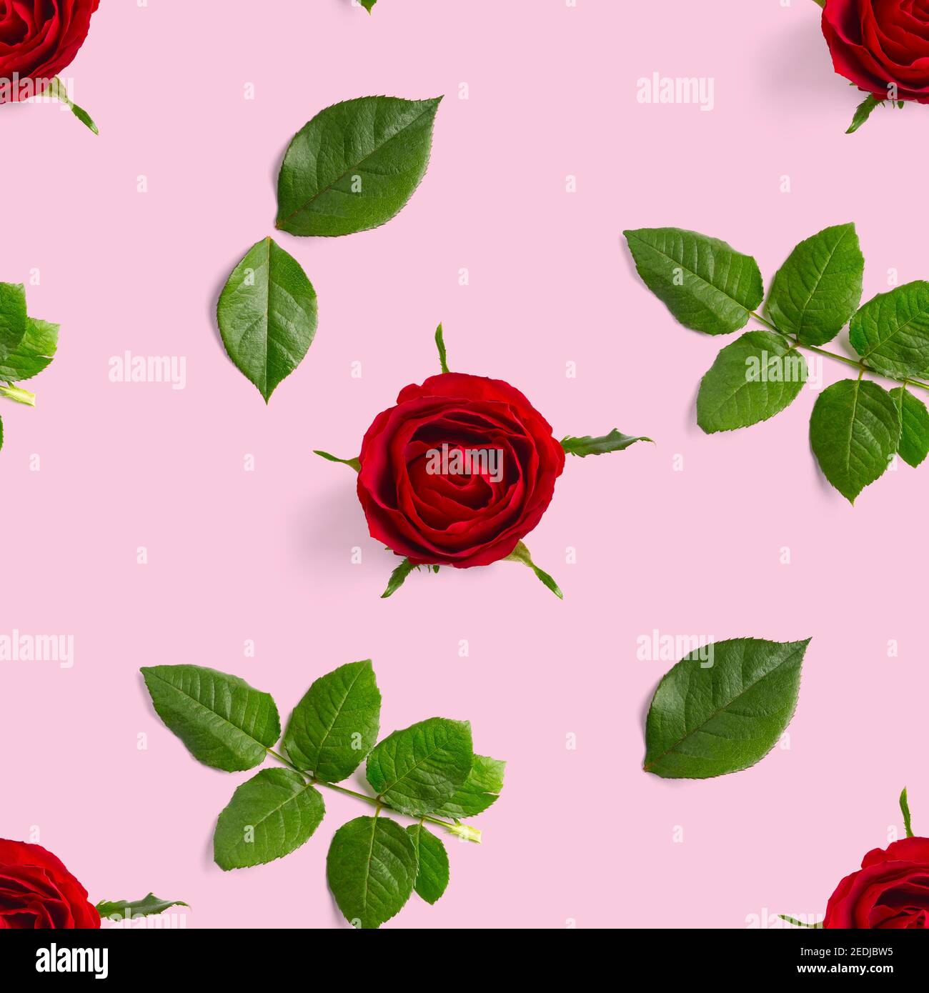Rosebud seamless pattern. head of rose bloom isolated on pink pattern ...