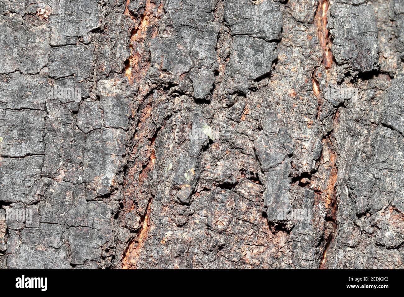 Neem tree bark pattern for texture design, india Stock Photo - Alamy